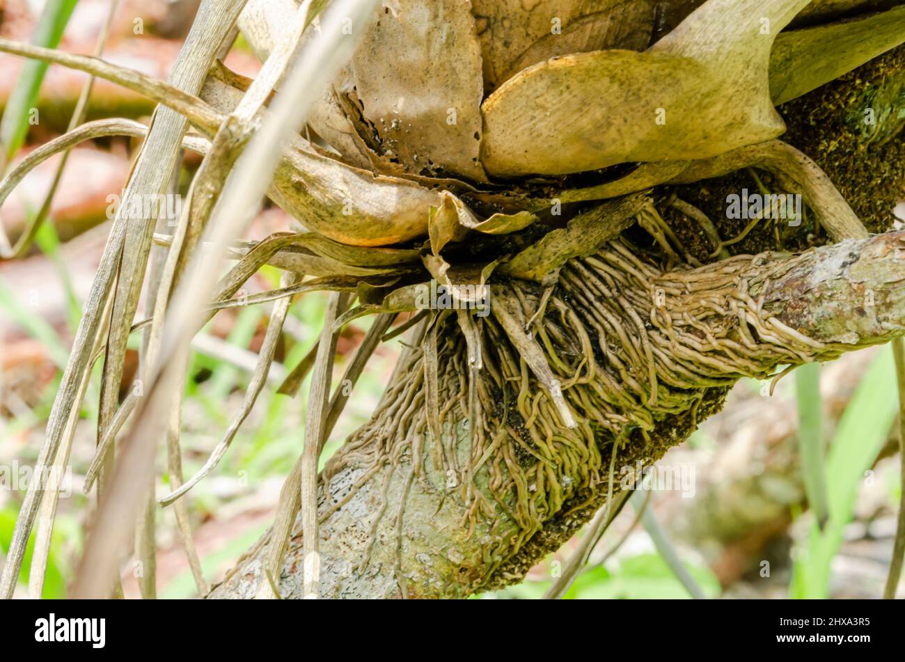 Roots Of Wild Pine Stock Photo - Alamy