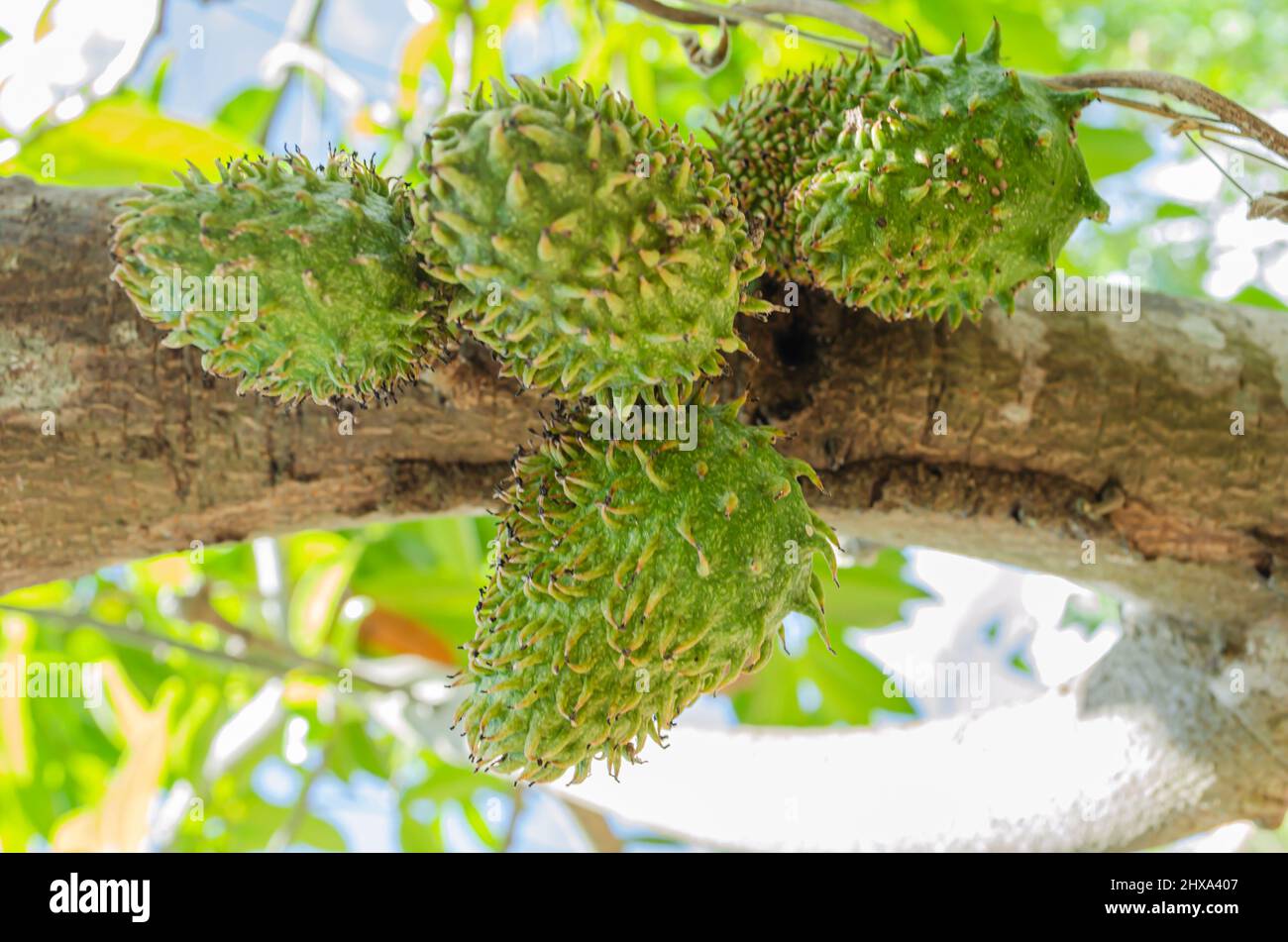 Guyabano leaves hi-res stock photography and images - Alamy