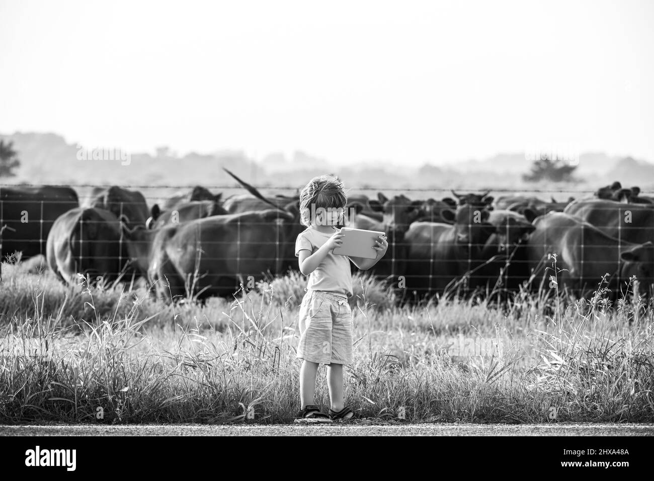 Child farmer with tablet modern cow farm. Summer kid at countryside ...