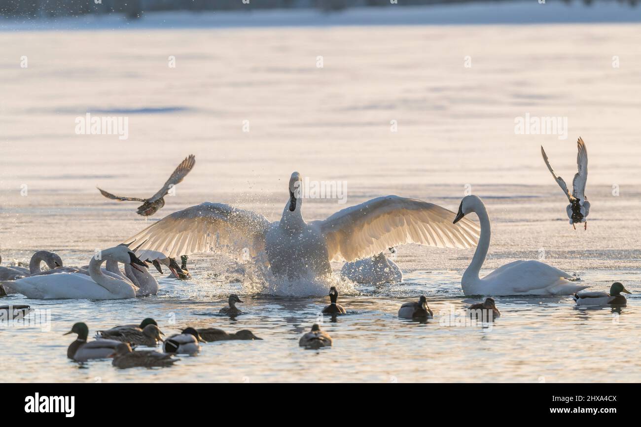 Trumpeter swans (Cygnus buccinator) and Mallard ducks on St. Croix ...