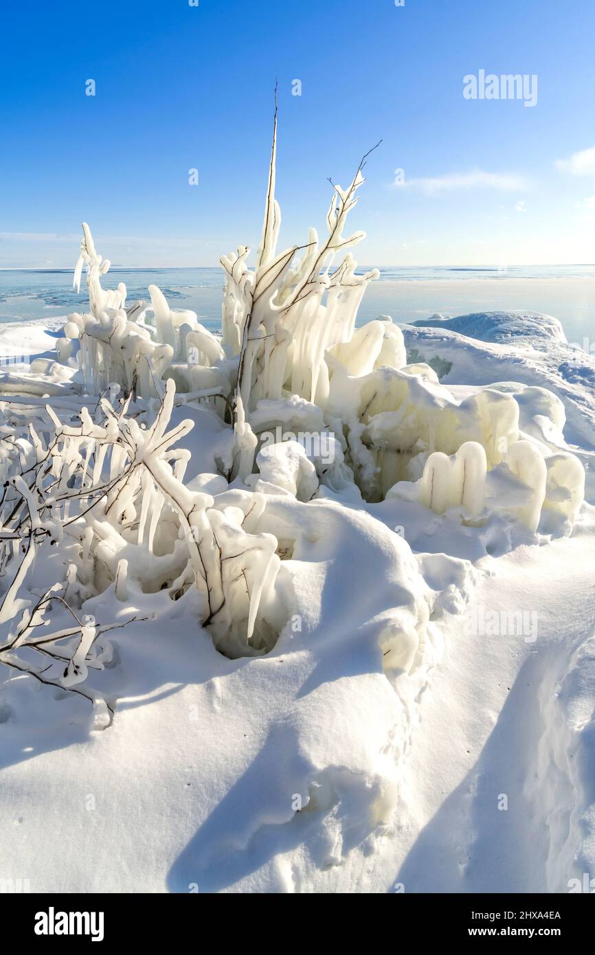 Ice Cap Vegetation