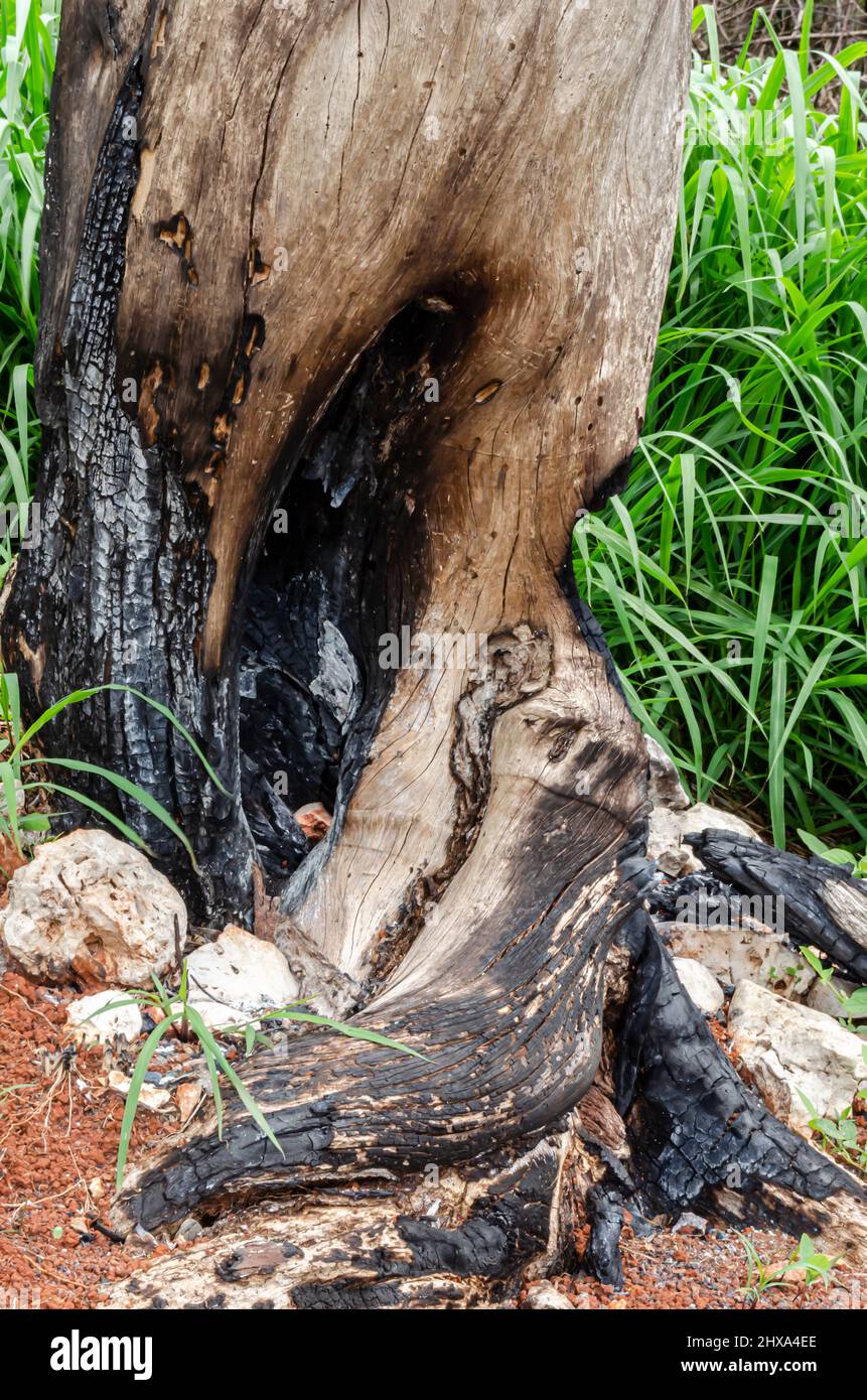 Cavity In Trunk Of Burnt Tree Stock Photo - Alamy