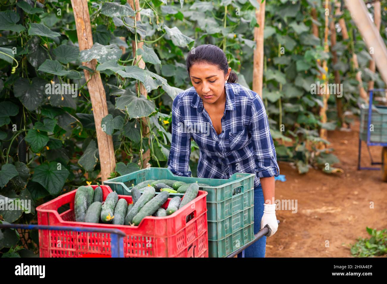 Female farmer carrying wheelbarrow with picked cucumbers in greenhouse ...
