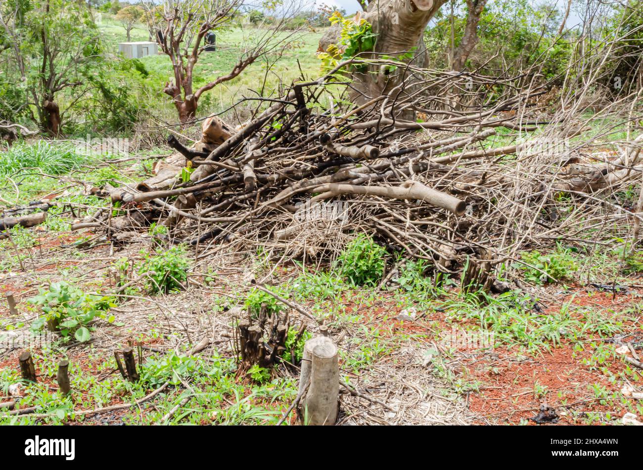 Sticks At Tree Roots Stock Photo - Alamy