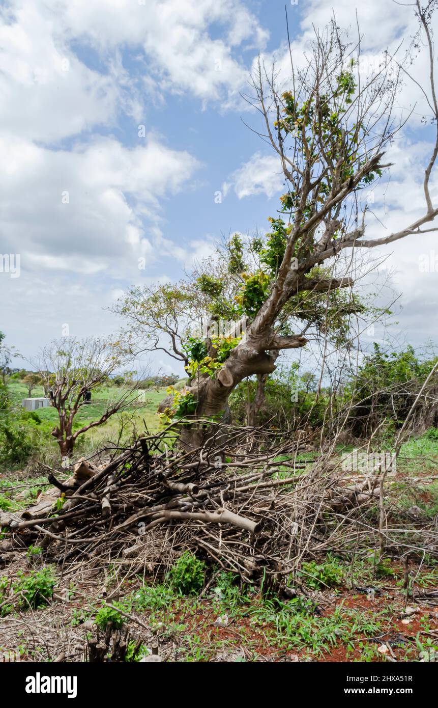 Sticks At Tree Root Stock Photo - Alamy