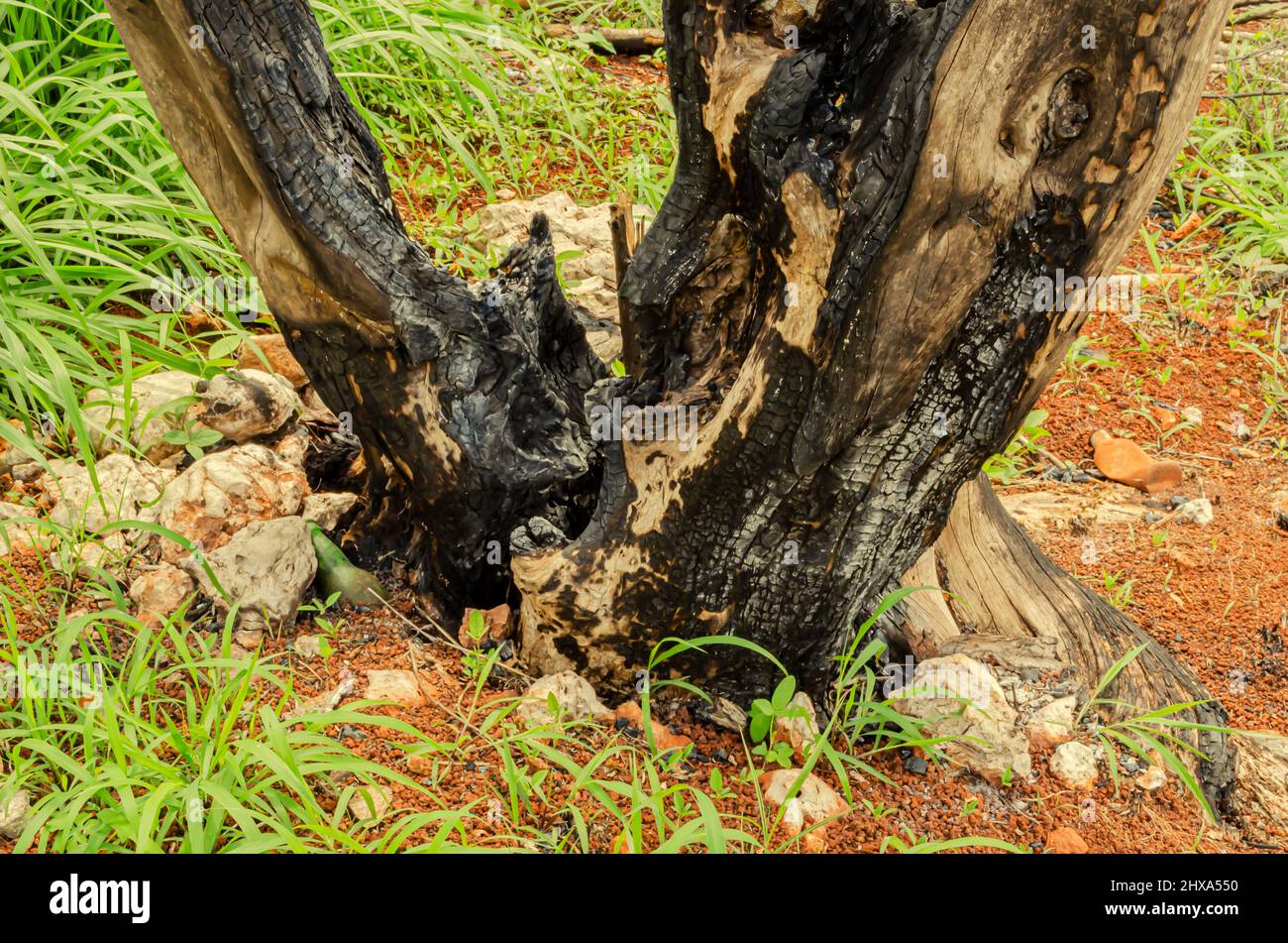 Burn roots hi-res stock photography and images - Alamy