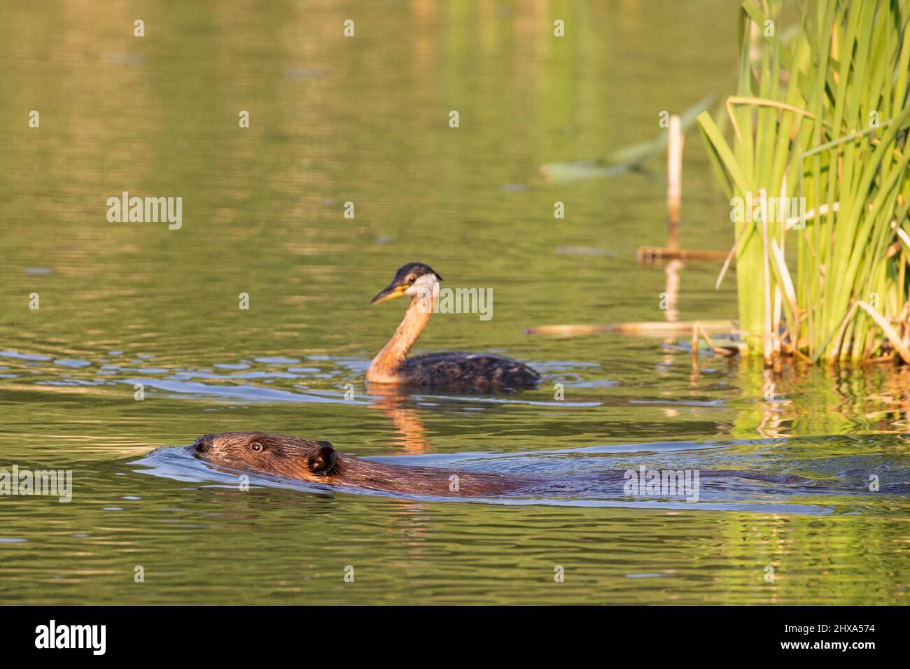 Multiple species fish swimming in hi-res stock photography and images ...