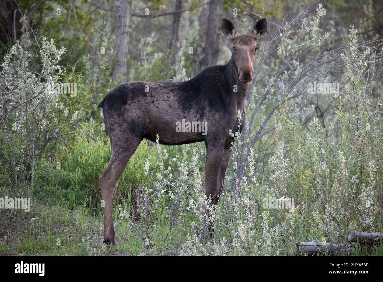 Moose canada hi-res stock photography and images - Alamy