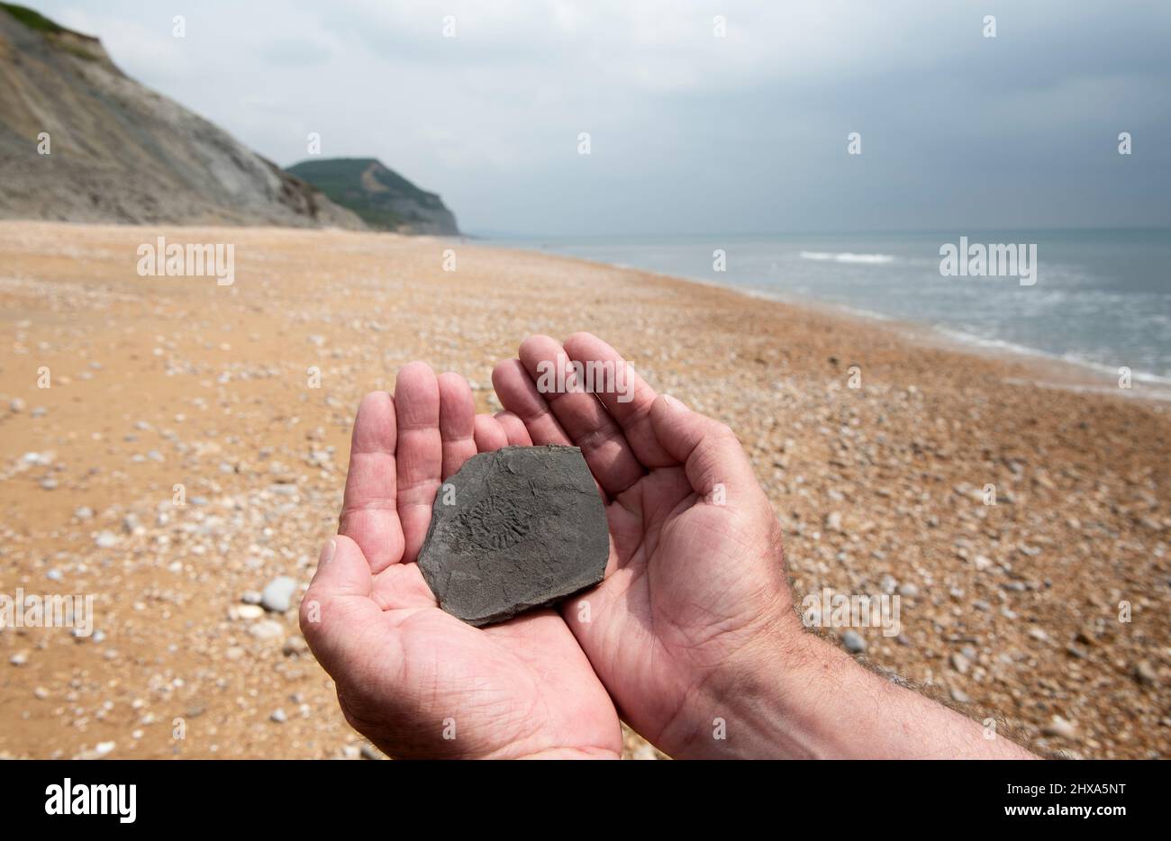 Mold fossil shell hi-res stock photography and images - Alamy