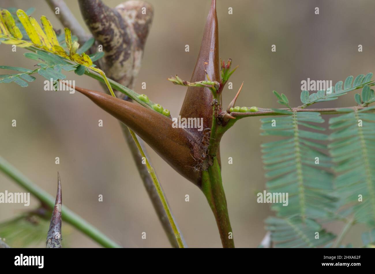 Acacia cornigera ants hi-res stock photography and images - Alamy