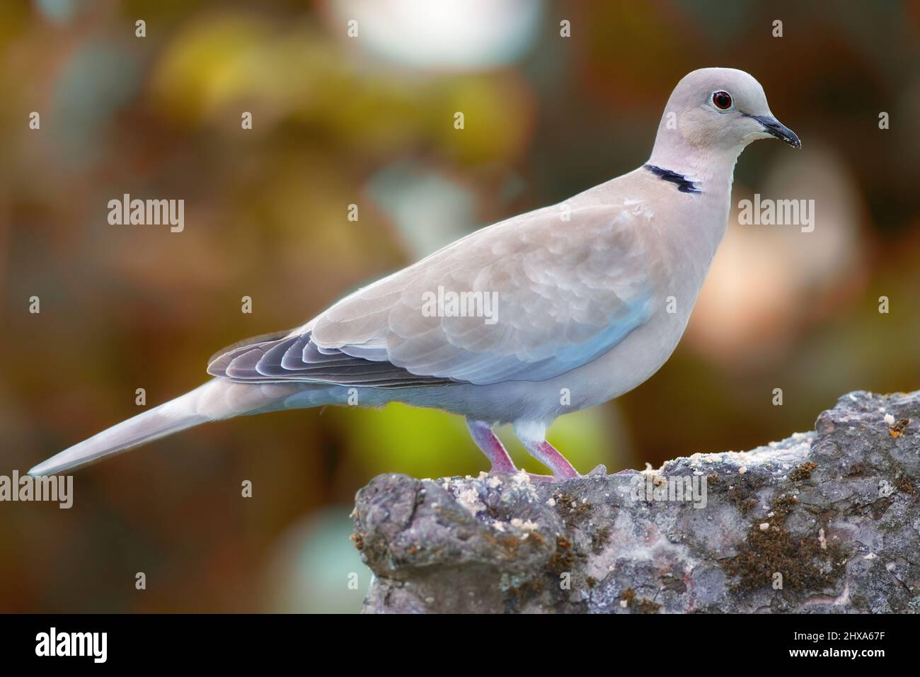 Lovely turtle dove - elegant and beautiful. Shot of turtle dove in ...