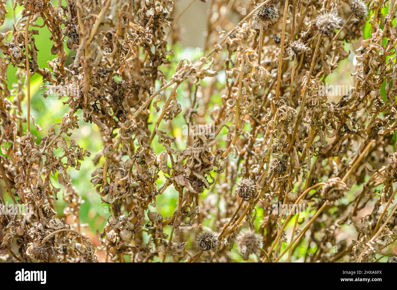 Vegetation texture hi-res stock photography and images - Alamy
