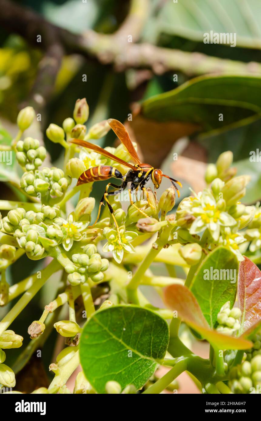Guinea wasp hi-res stock photography and images - Alamy