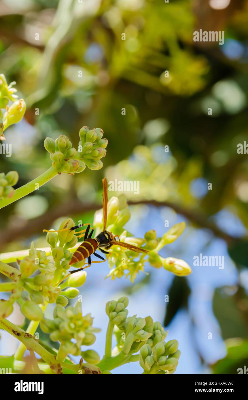 Guinea wasp hi-res stock photography and images - Alamy