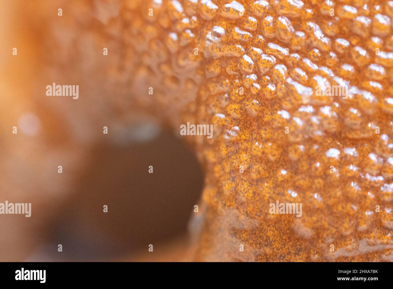 abstract close up slimy detailed texture of slug skin Stock Photo - Alamy