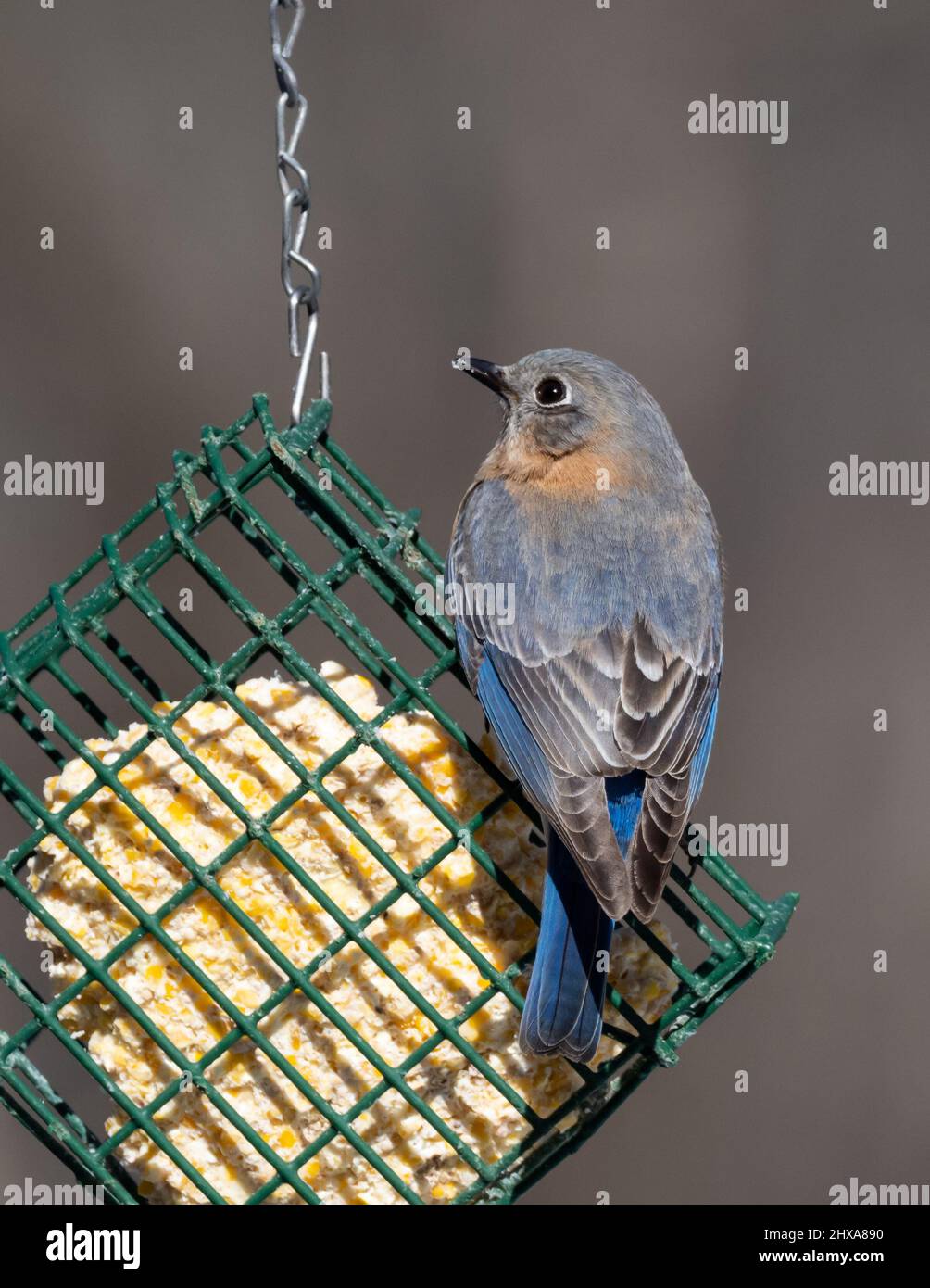 Female Eastern Bluebird perched on suet feeder Stock Photo - Alamy
