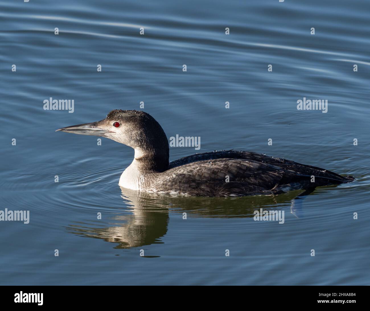 Common loon great northern diver hi-res stock photography and images ...