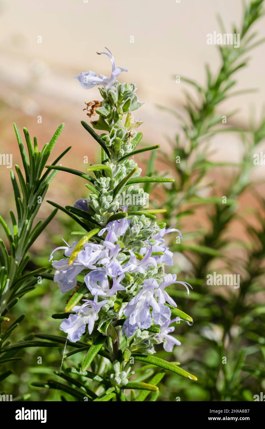 Blooming Rosemary Stem Stock Photo - Alamy