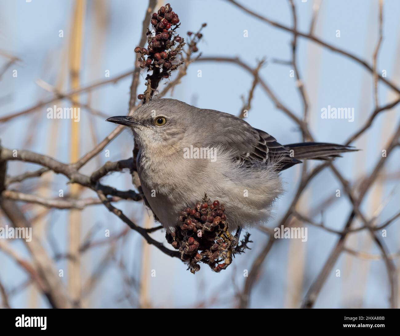 Mimidae hi-res stock photography and images - Alamy