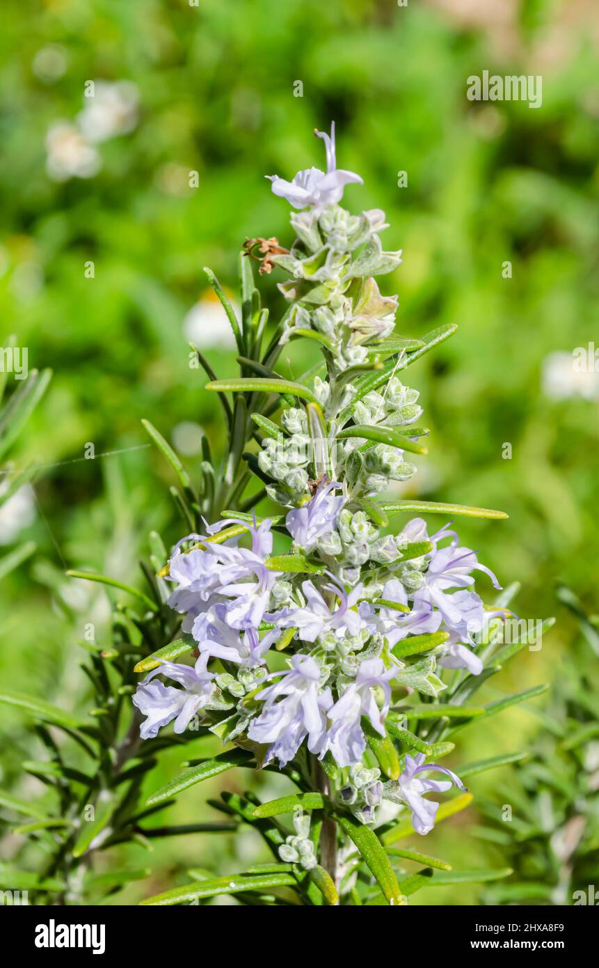 Rosemary stem hi-res stock photography and images - Alamy