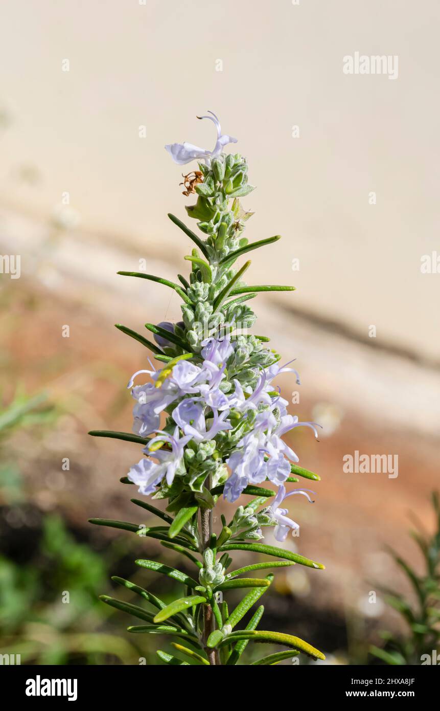 Rosemary stem hi-res stock photography and images - Alamy