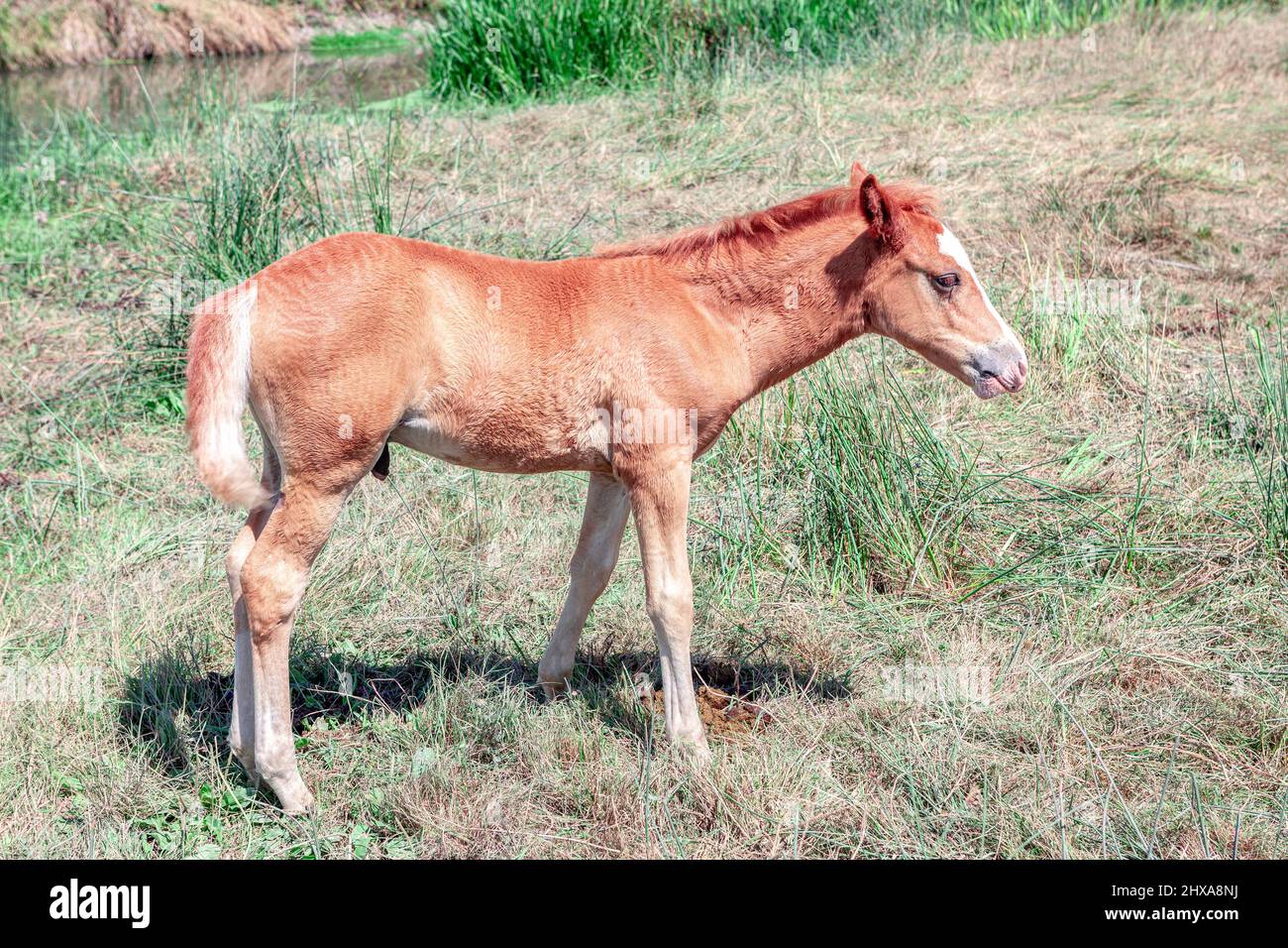 Red colt standing on the meadow . Young horse on the pasture Stock ...