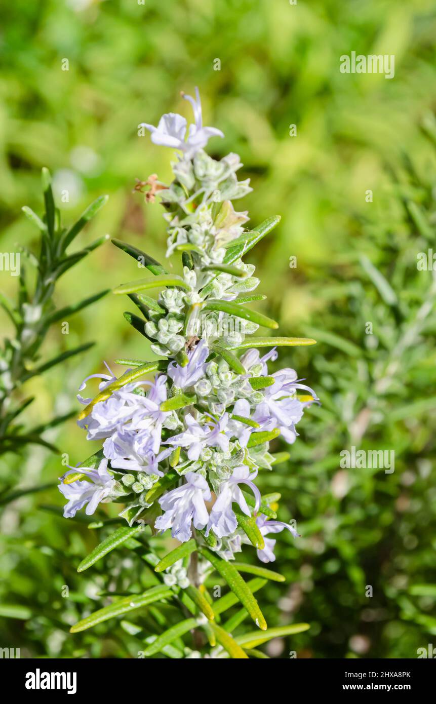 Blooming Rosemary Stem Stock Photo - Alamy