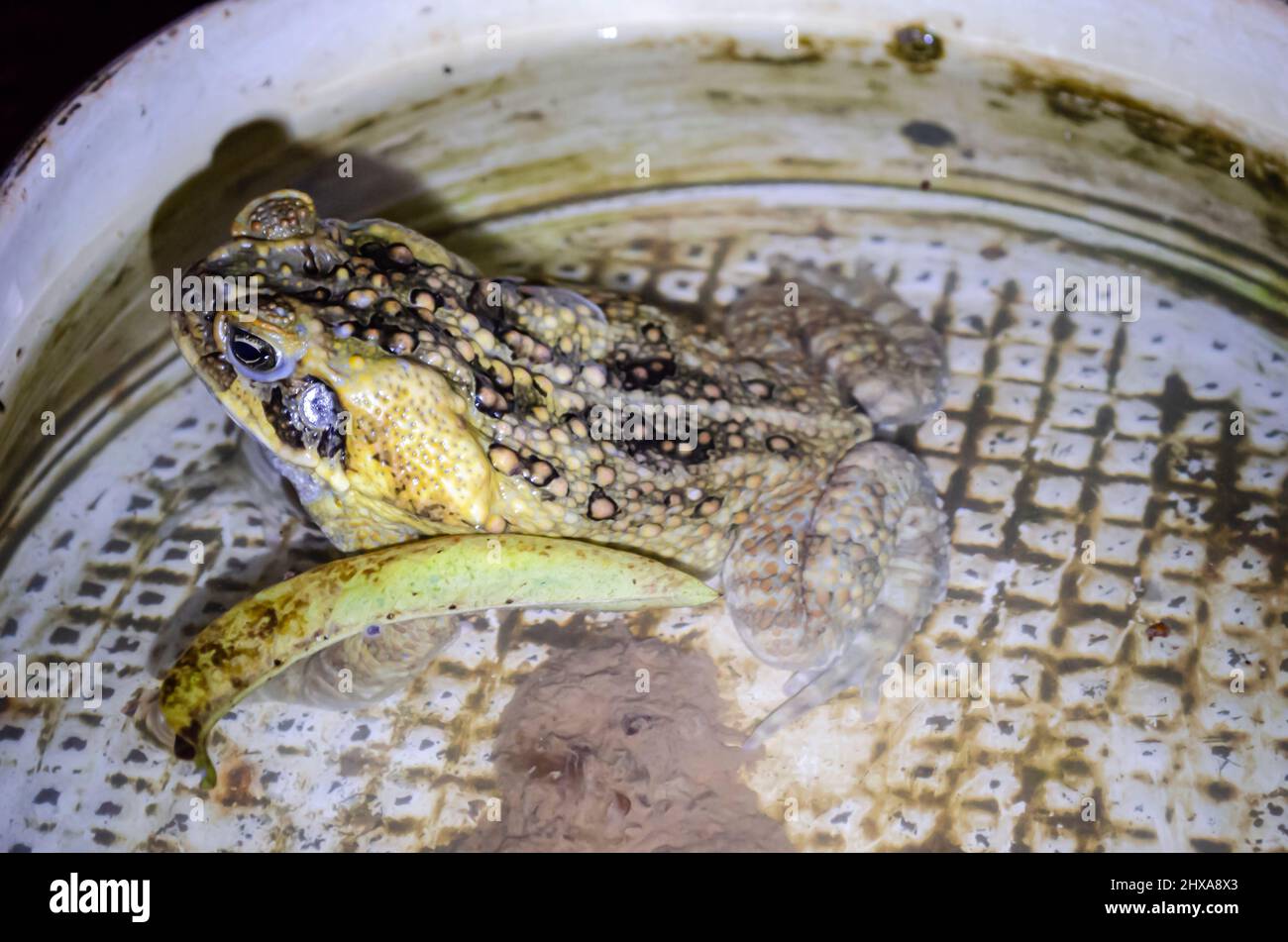 Frog In Water Stock Photo - Alamy