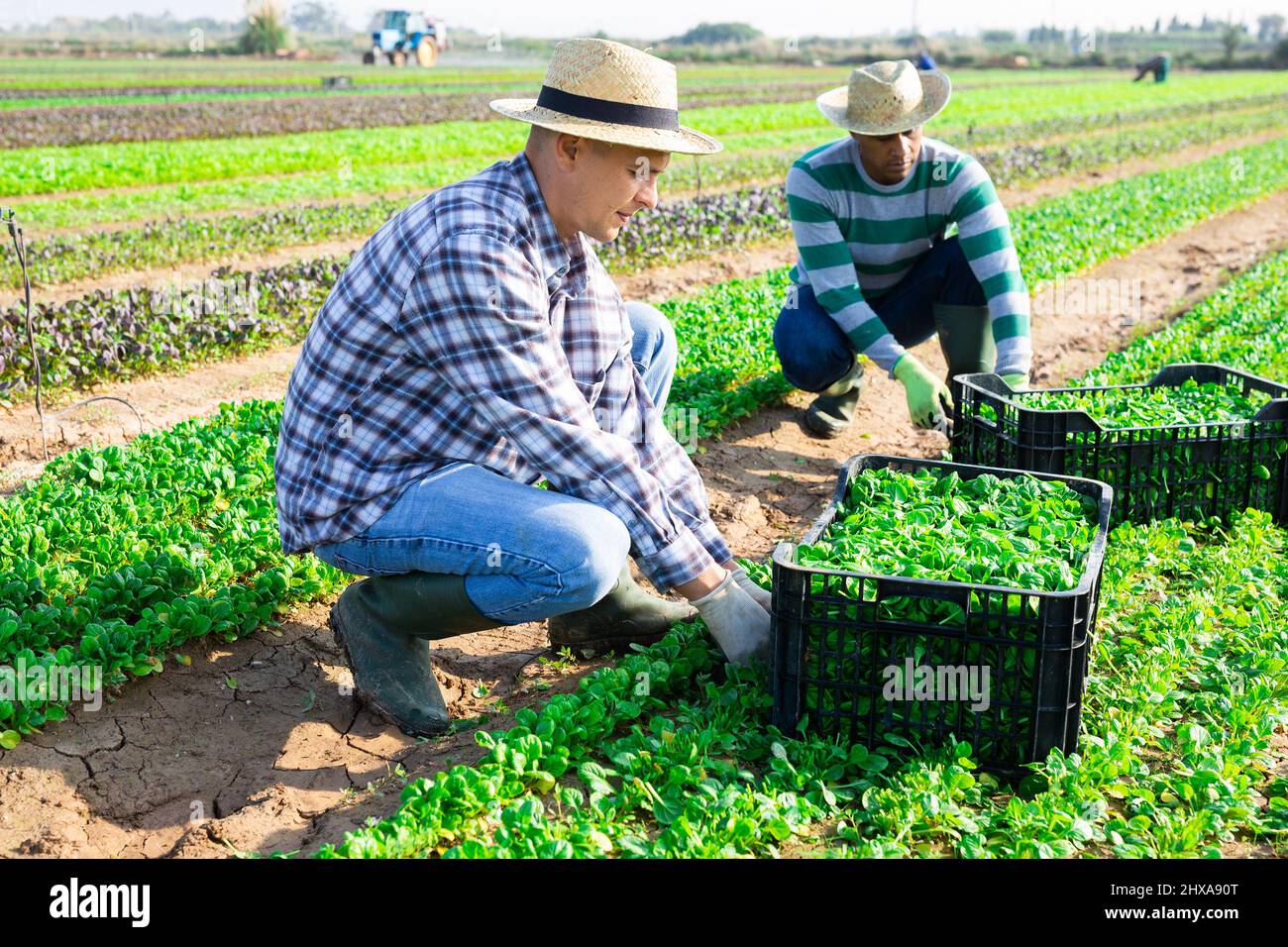 Farm workers picking leafy hi-res stock photography and images - Alamy