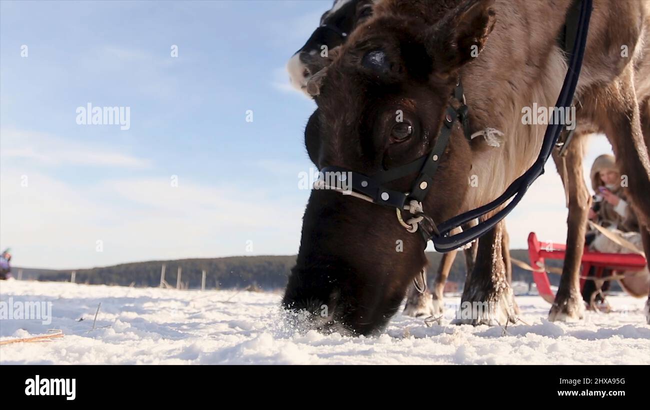 A Reindeer, Rangifer tarandus, feeding in the snow. Reindeer in winter ...