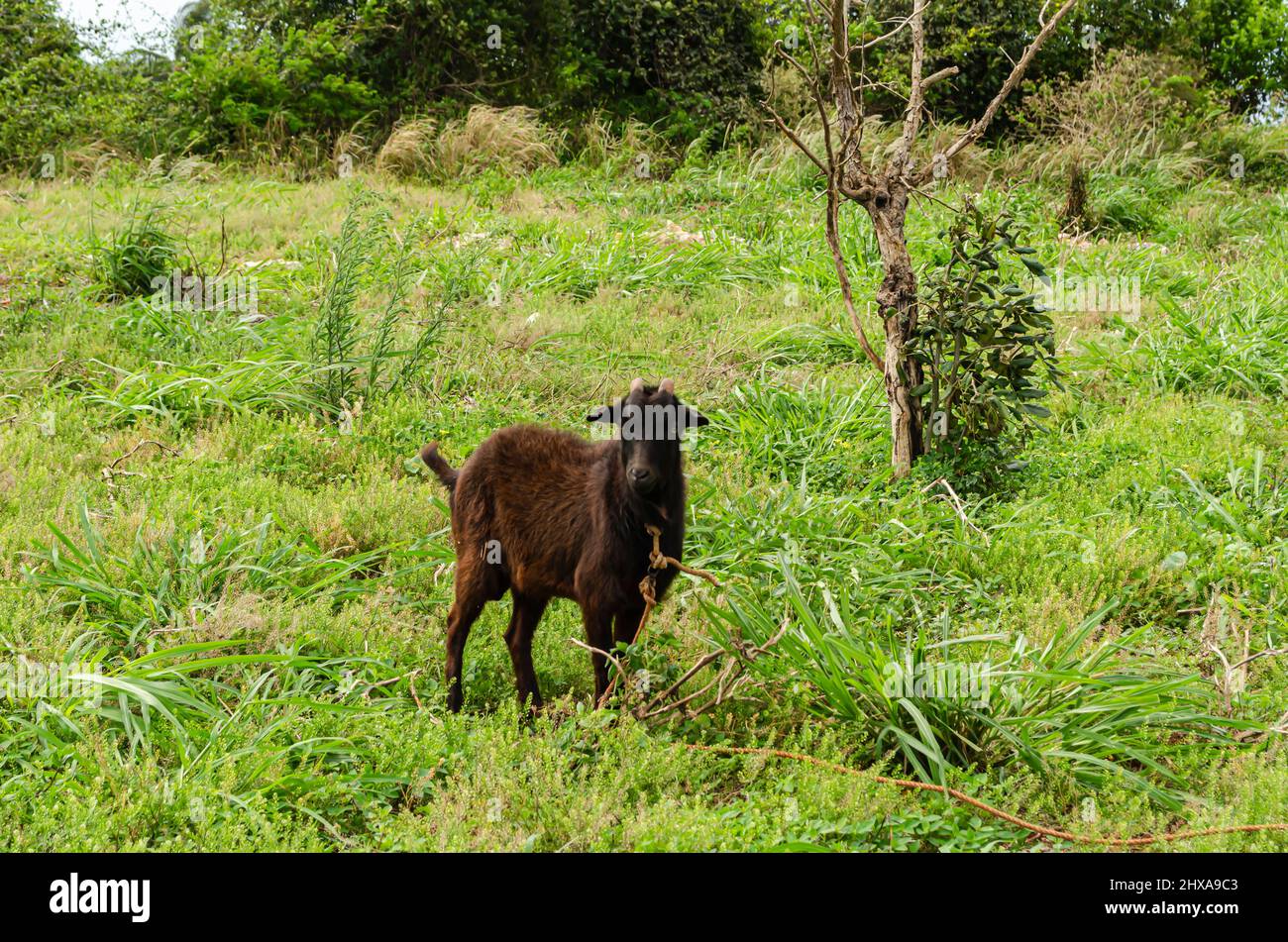 Rope tied goat hi-res stock photography and images - Alamy