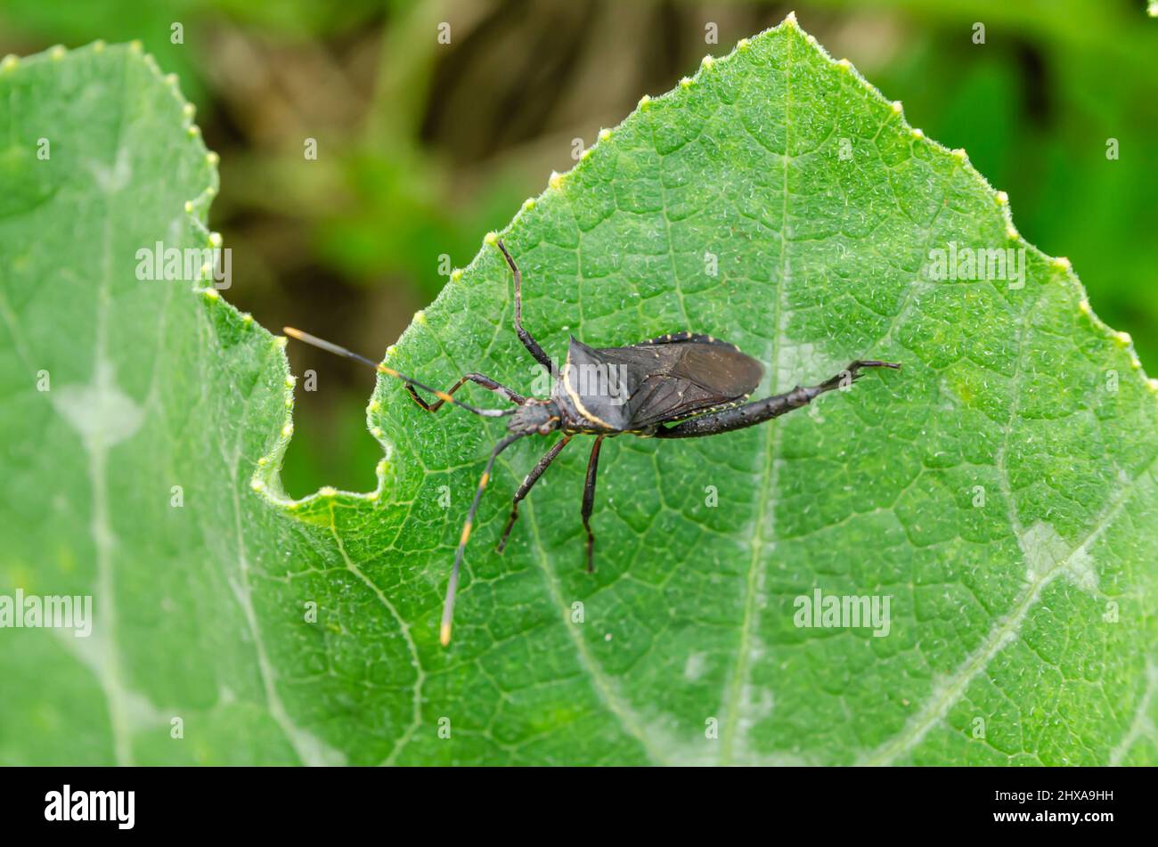 Black leaf footed bug hi-res stock photography and images - Alamy