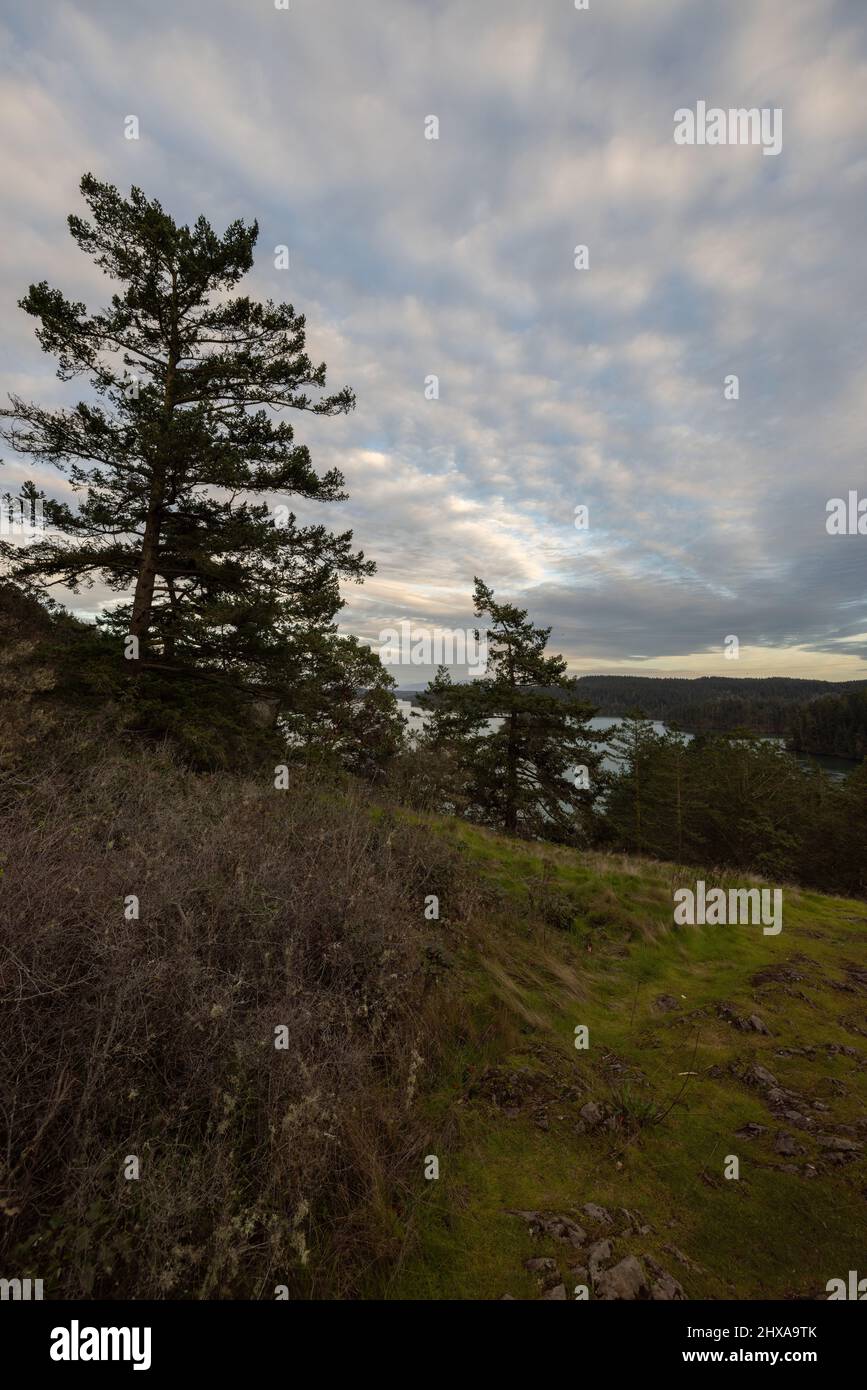 bright clouds over forest and ocean inlet Stock Photo - Alamy