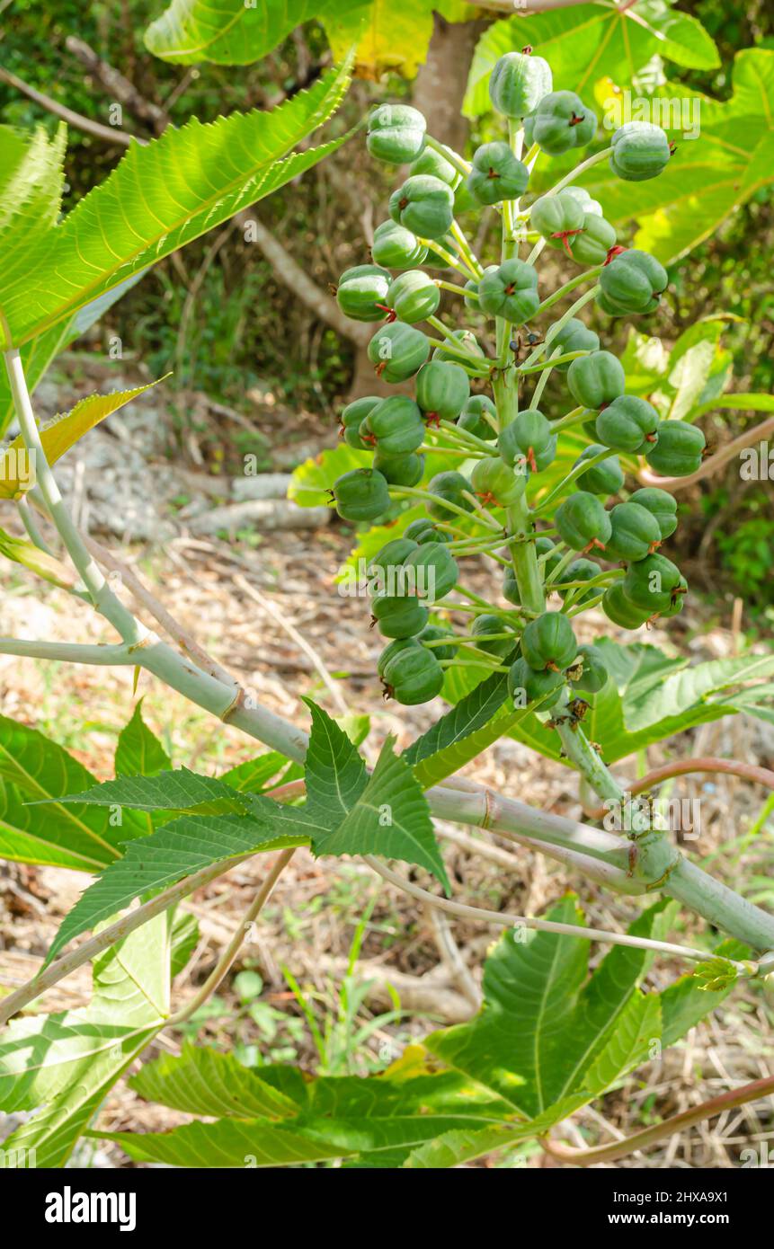 Castor oil fruits hi-res stock photography and images - Alamy