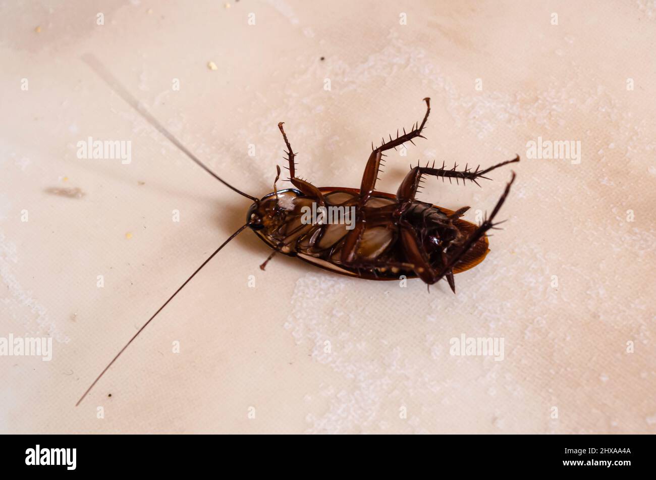Cockroach On Its Back Stock Photo - Alamy