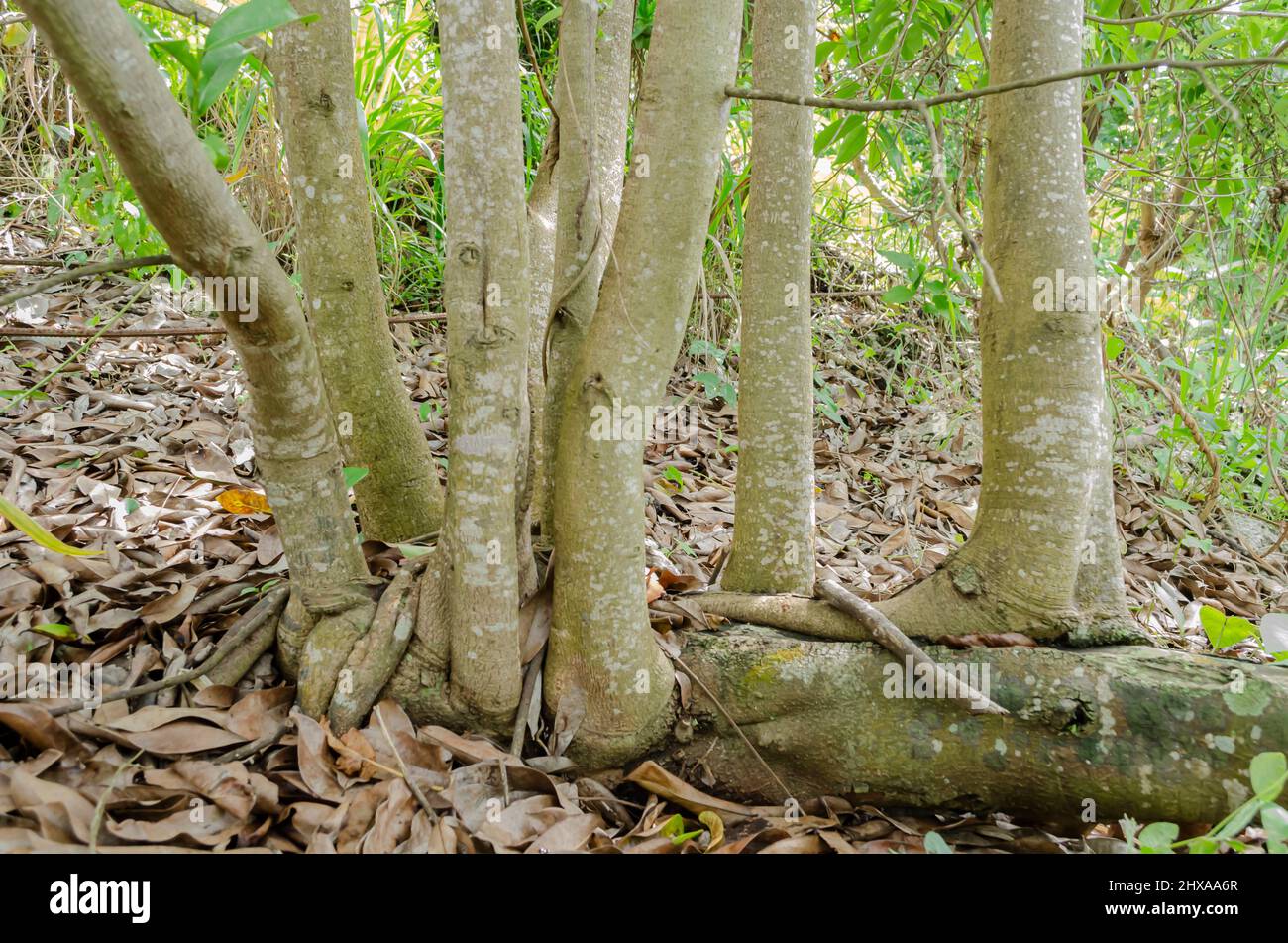 Vertical Branches Of A Horizontal Tree Trunk Stock Photo - Alamy