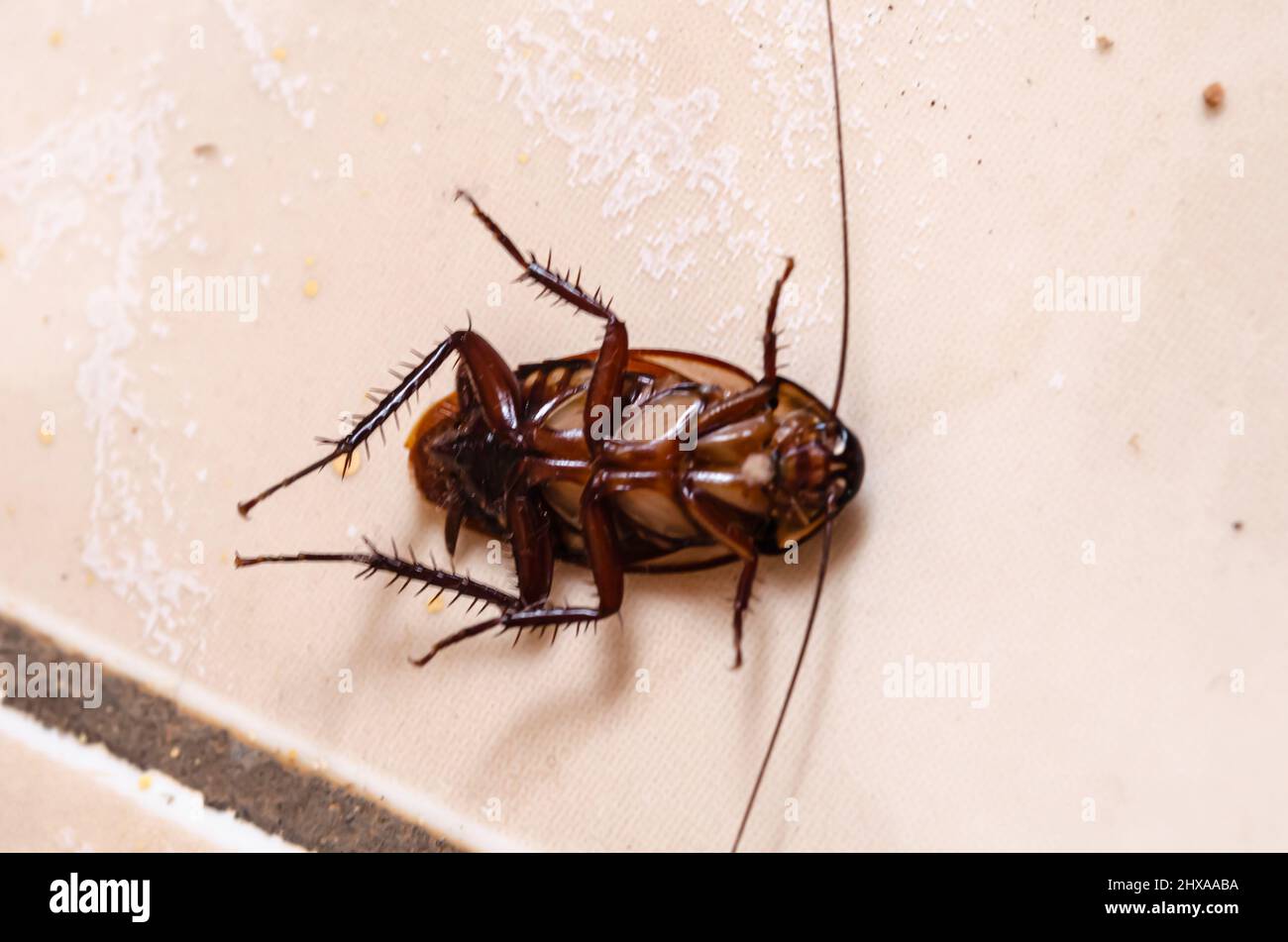 Top View Of Cockroach On Its Back Stock Photo - Alamy