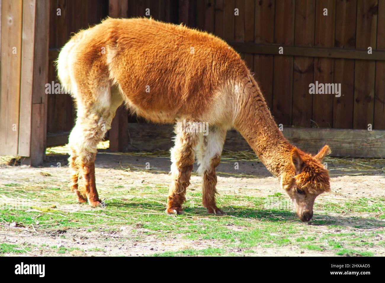 llama in an enclosure Stock Photo - Alamy