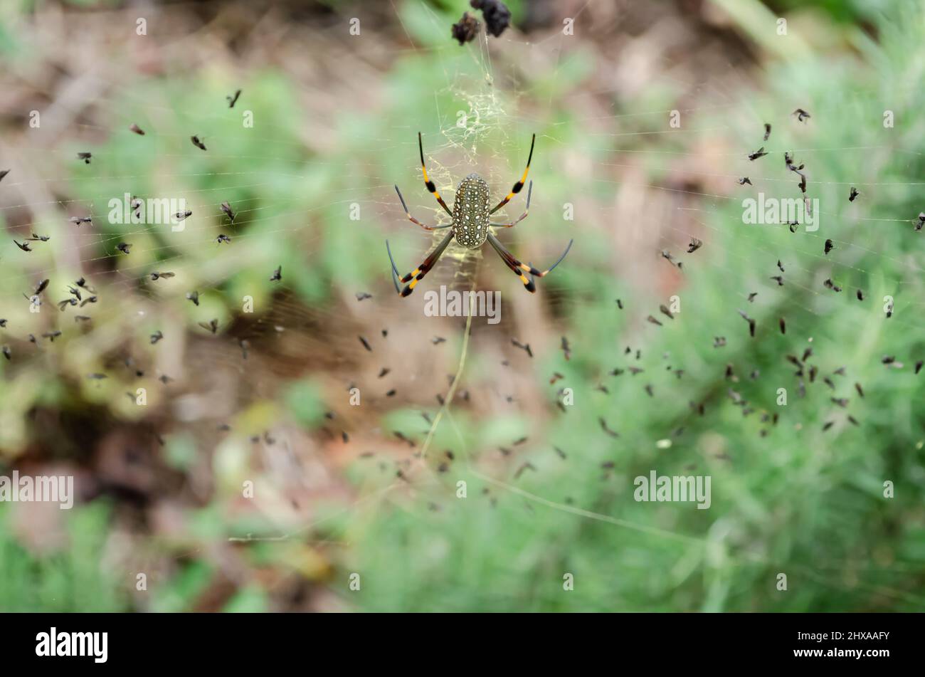 Black Ants Trapped In Spider Web Stock Photo - Alamy
