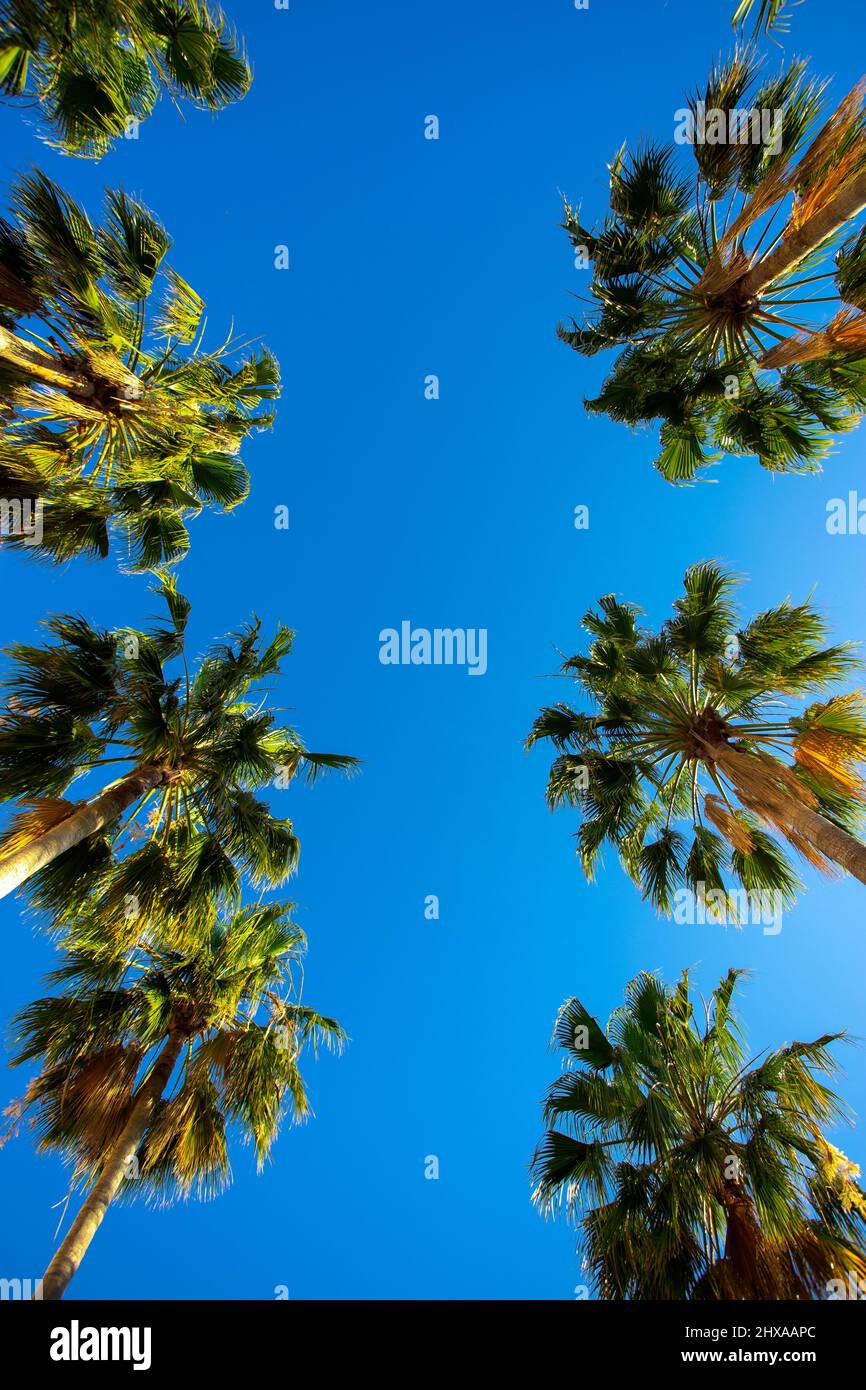 view from underneath palm tree Stock Photo - Alamy