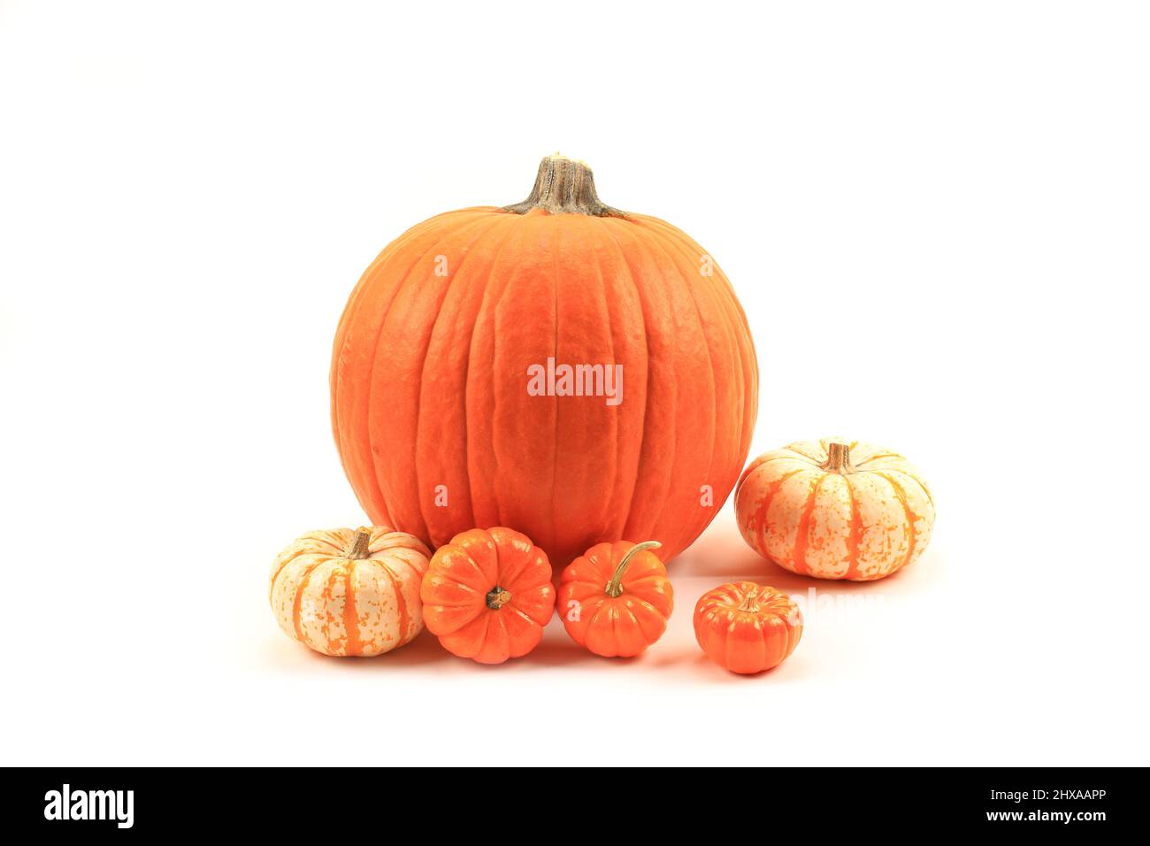 Pumpkins isolated on white background Stock Photo - Alamy