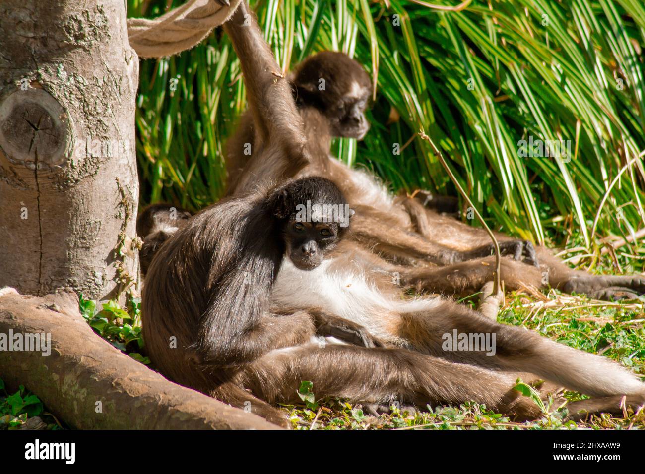 monkey in a zoo Stock Photo - Alamy