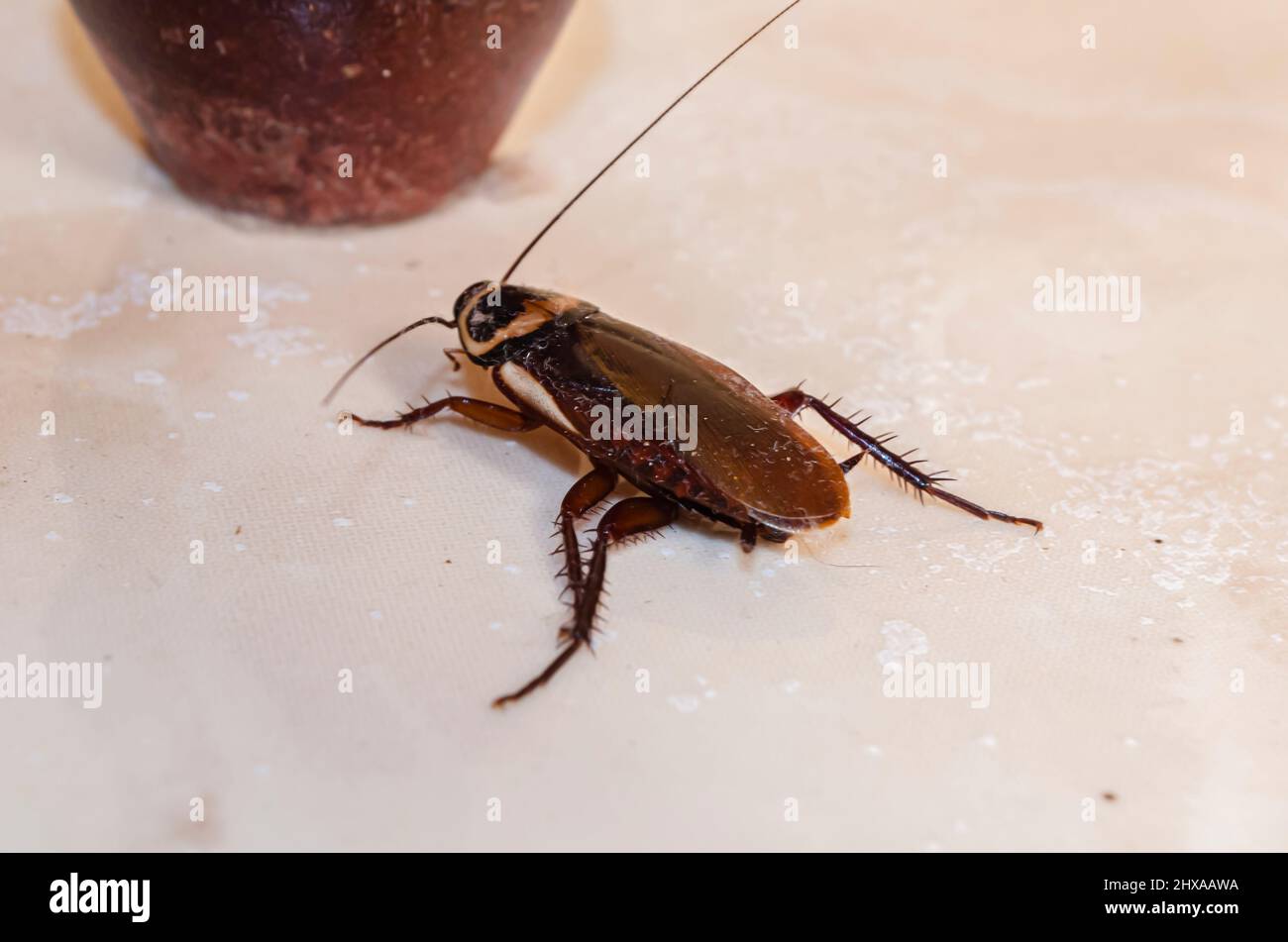 Periplanteta americana hi-res stock photography and images - Alamy