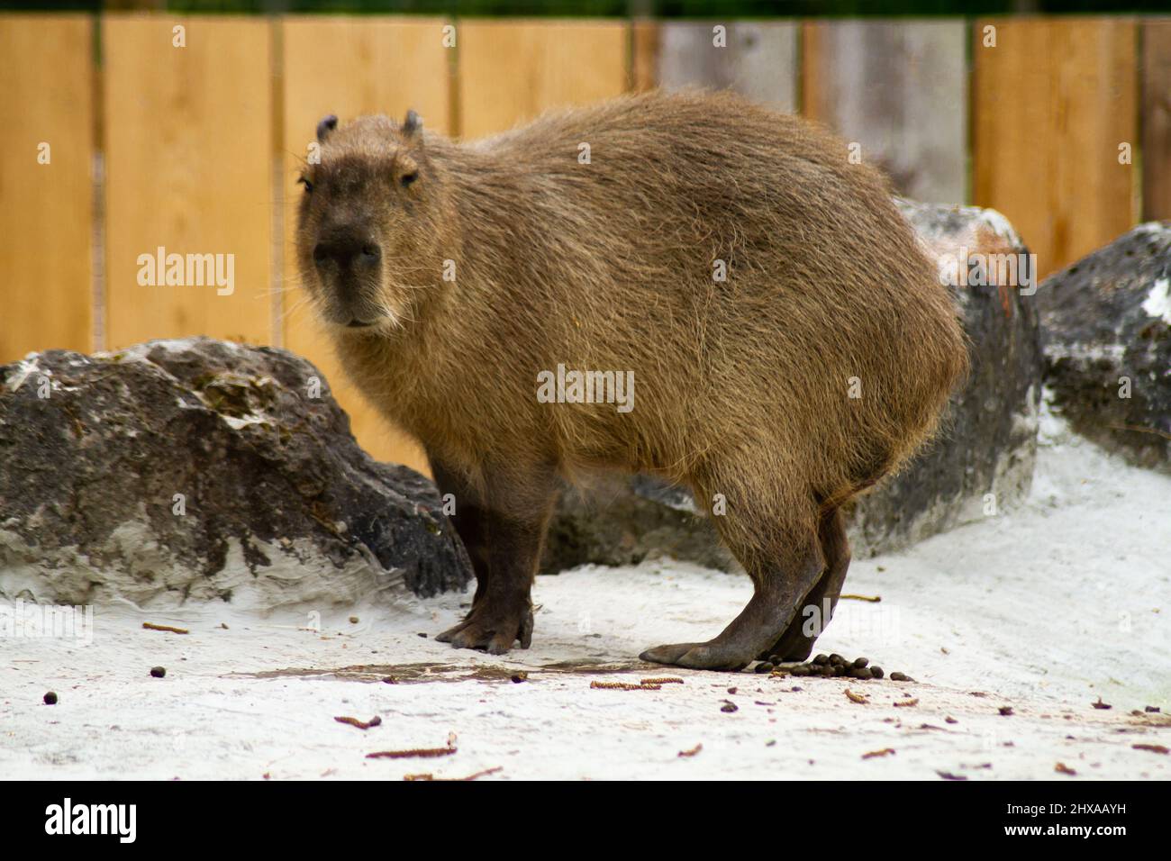 capybara close-up in an enclosure Stock Photo - Alamy