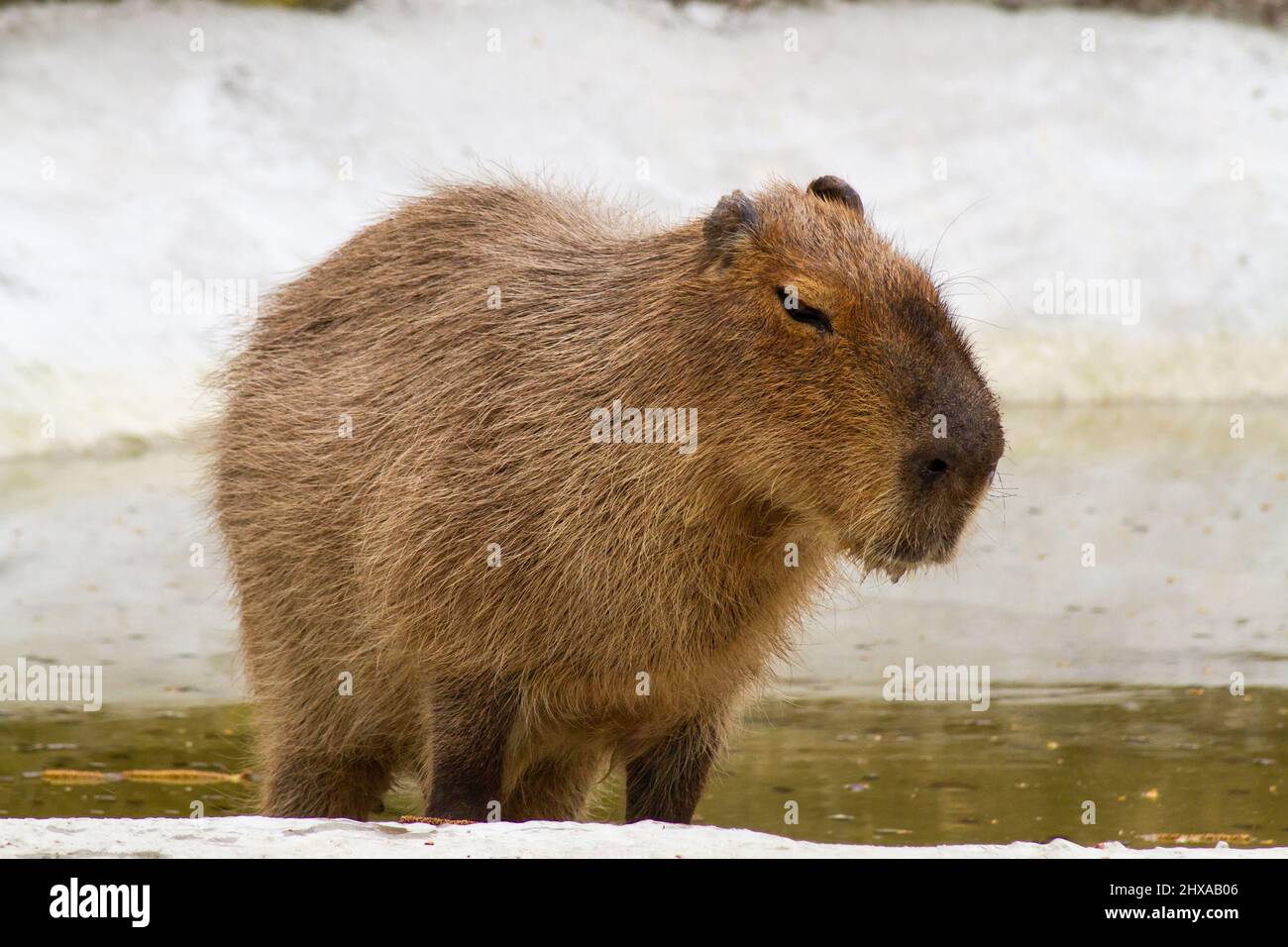 capybara close-up in an enclosure Stock Photo - Alamy
