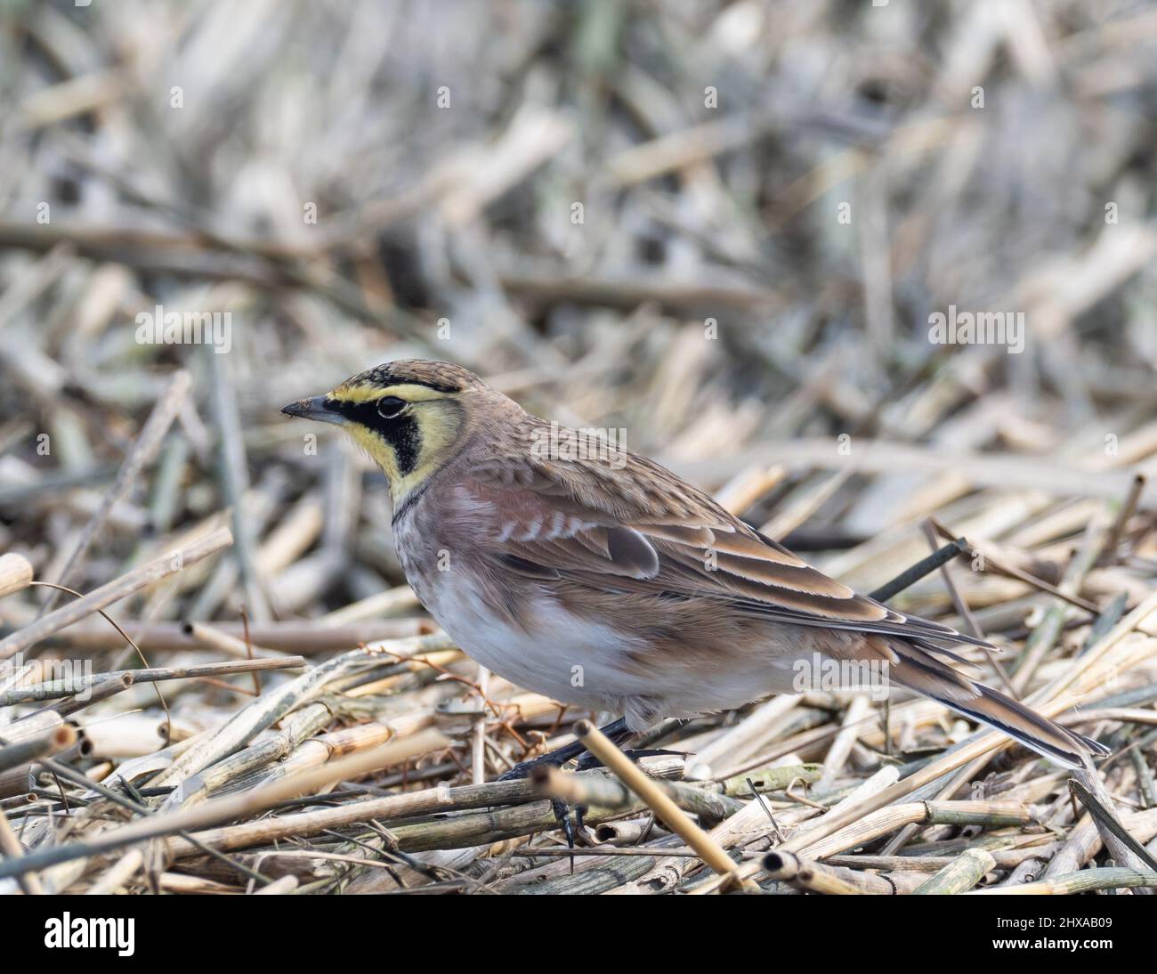 Horned Lark on beach amongst dry reed stalks Stock Photo - Alamy
