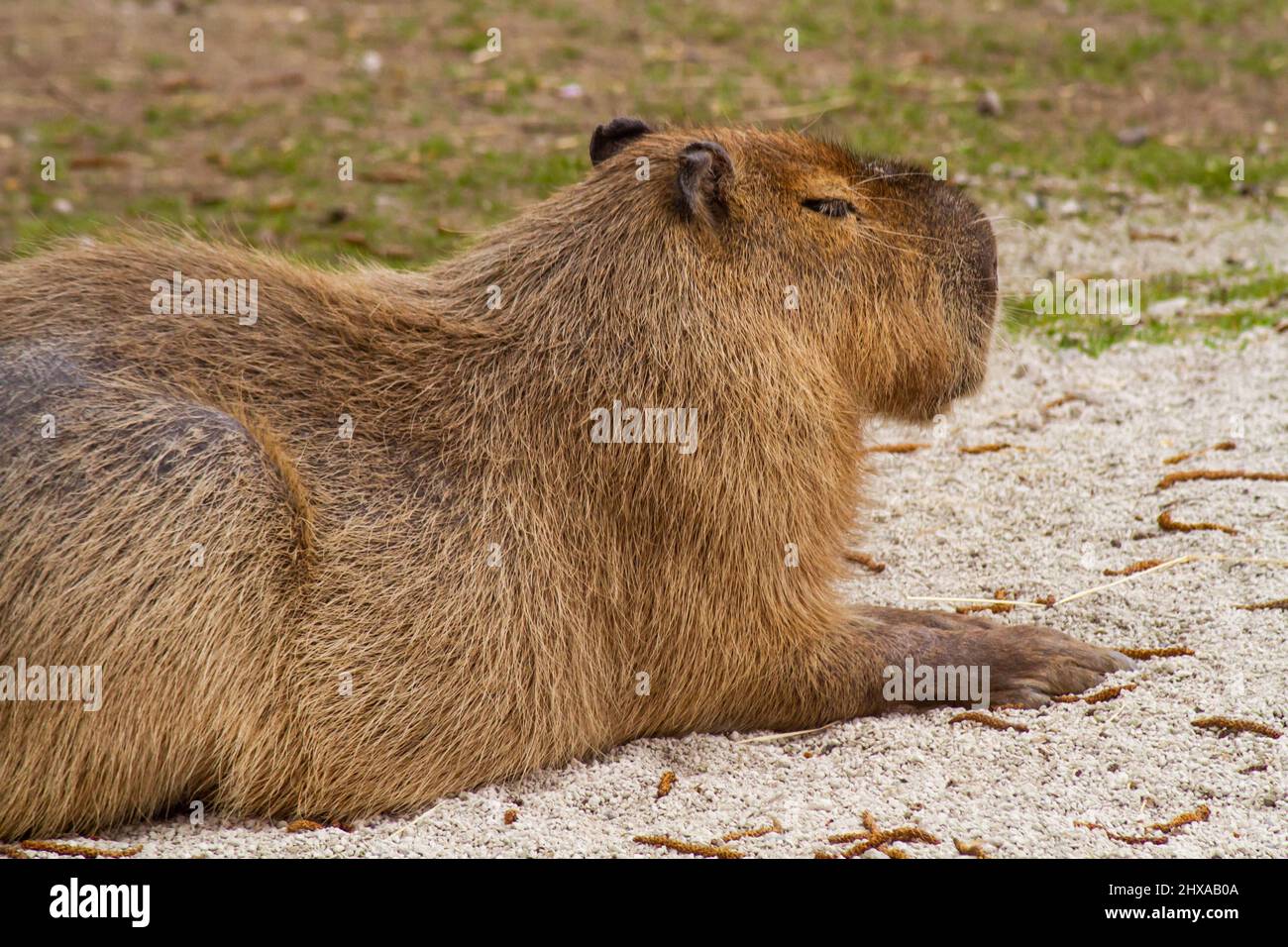capybara close-up in an enclosure Stock Photo - Alamy