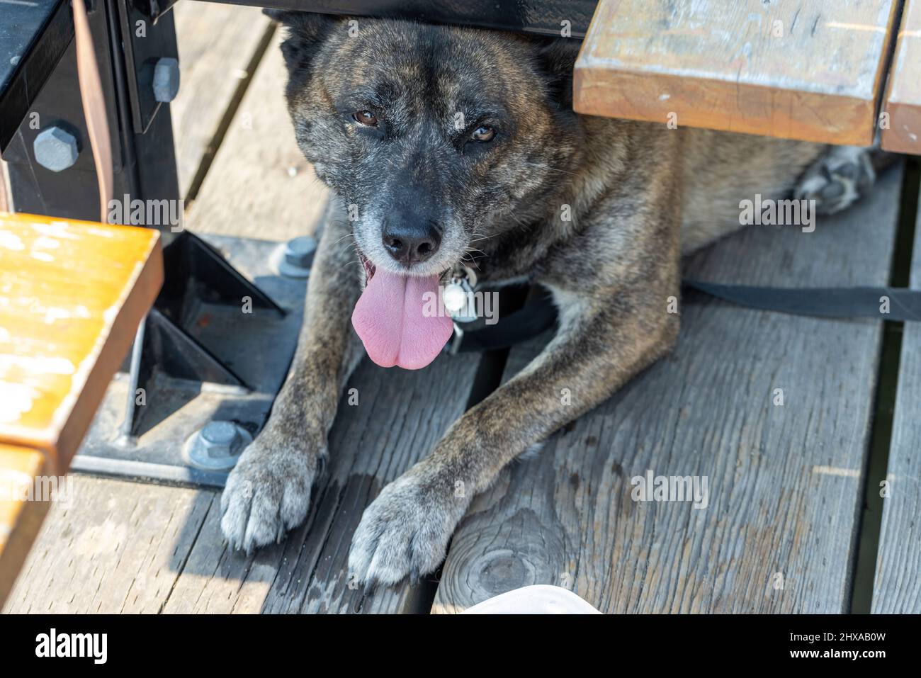 Dog sitting on a picnic table hi-res stock photography and images - Alamy
