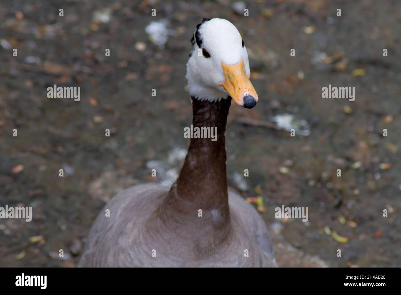 portrait of a duck Stock Photo - Alamy
