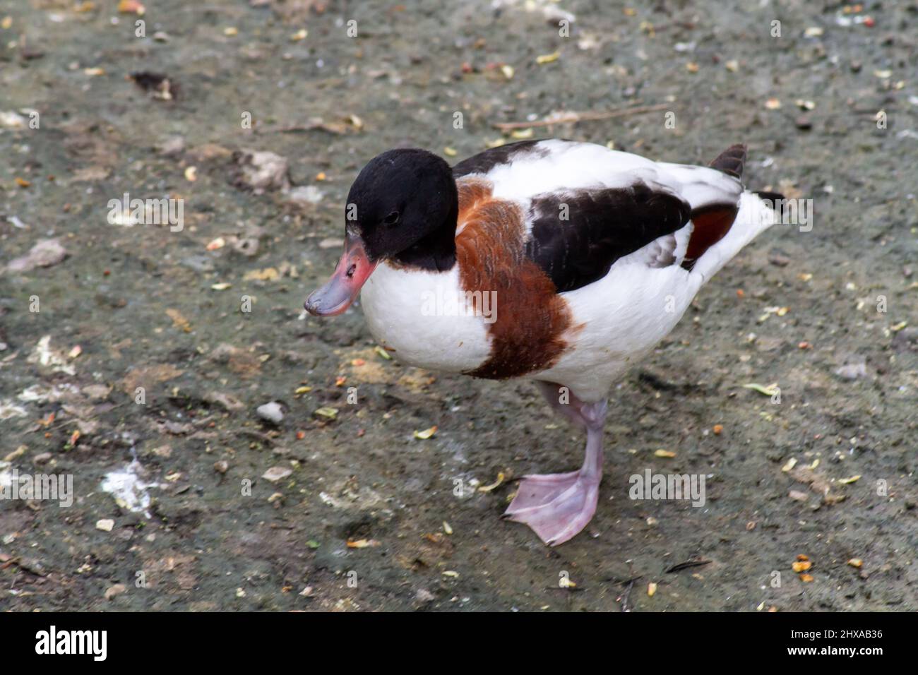 portrait of a duck Stock Photo - Alamy